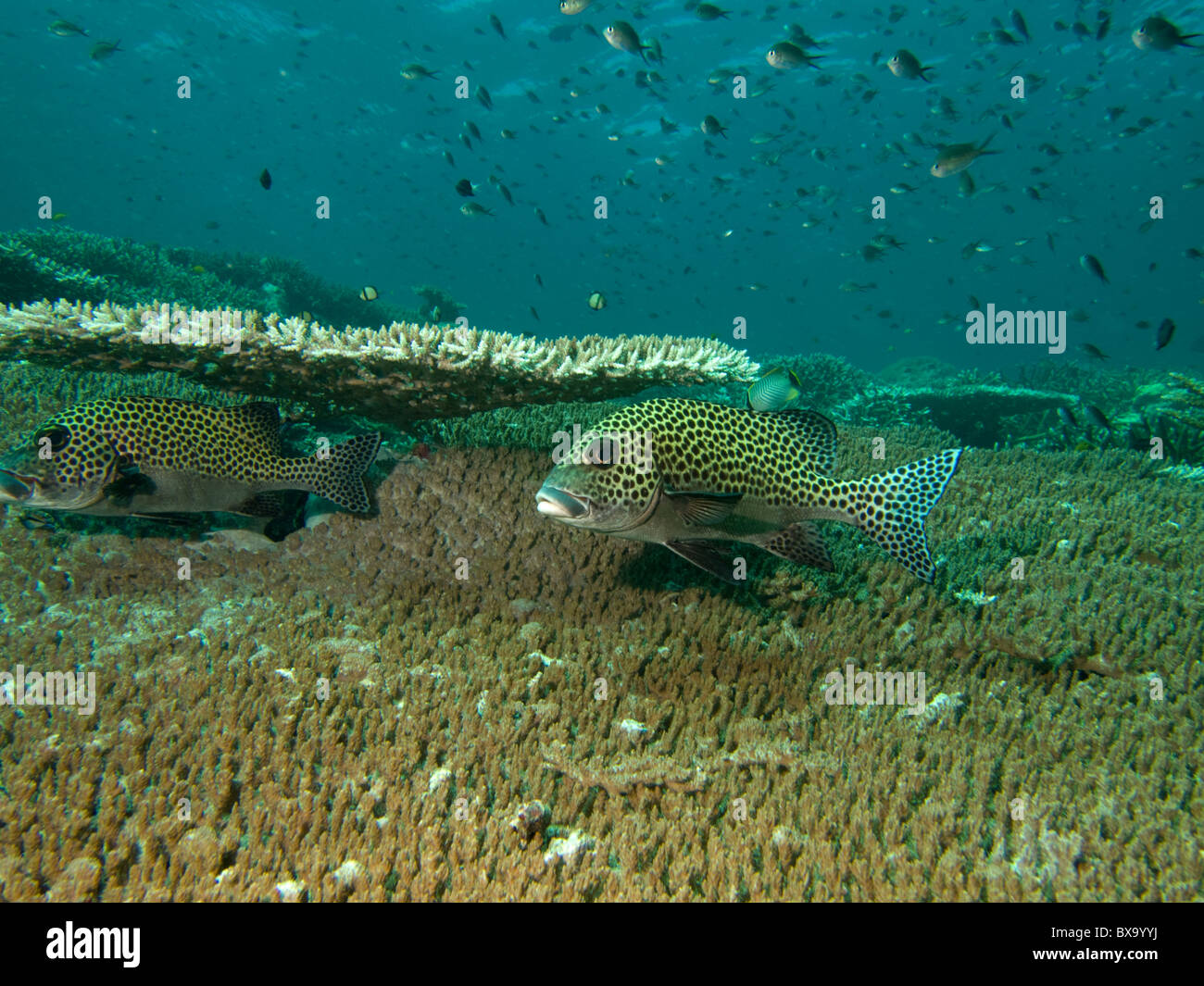 Coral reef, Borneo, Malaysia Stock Photo - Alamy