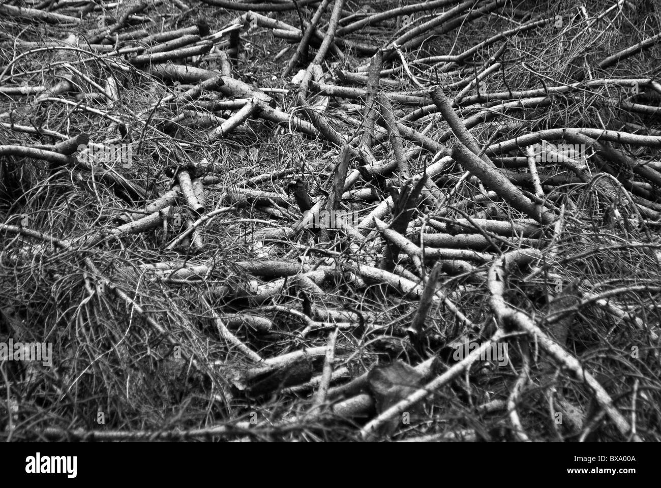 Larch spruce Black and White Stock Photos & Images - Alamy