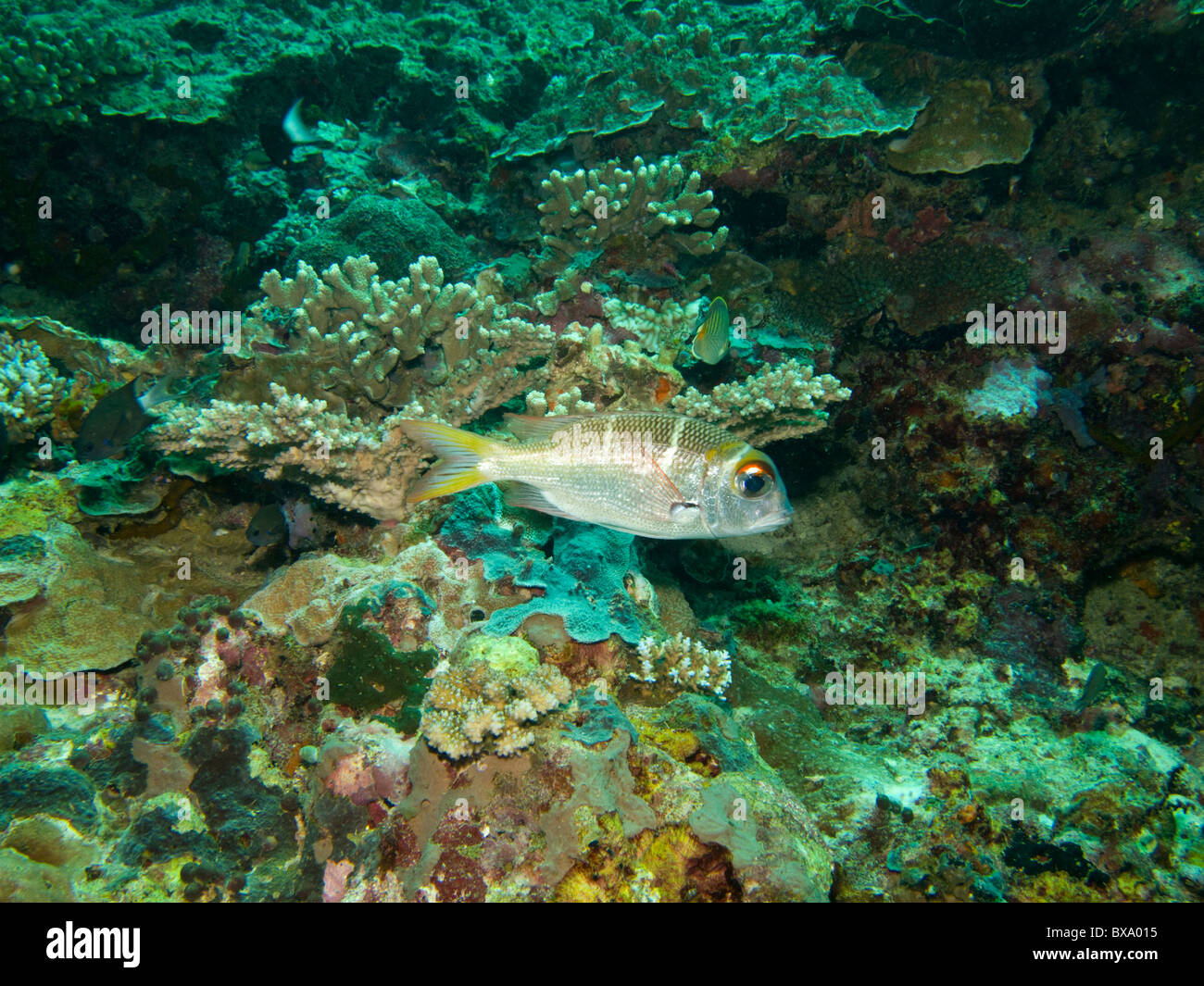Coral reef, Borneo, Malaysia Stock Photo - Alamy