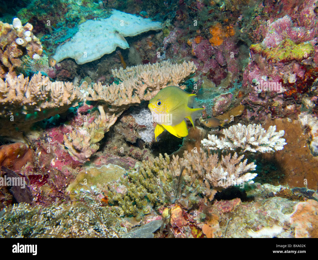 Coral reef, Borneo, Malaysia Stock Photo - Alamy