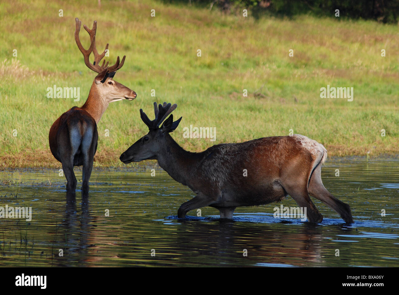 deer in water Stock Photo - Alamy
