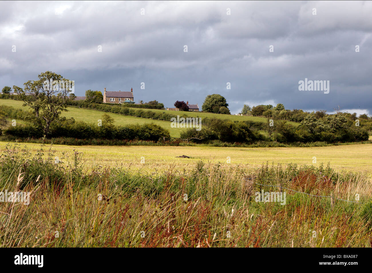 Rolling countryside at Edlingham Northumberland Stock Photo - Alamy