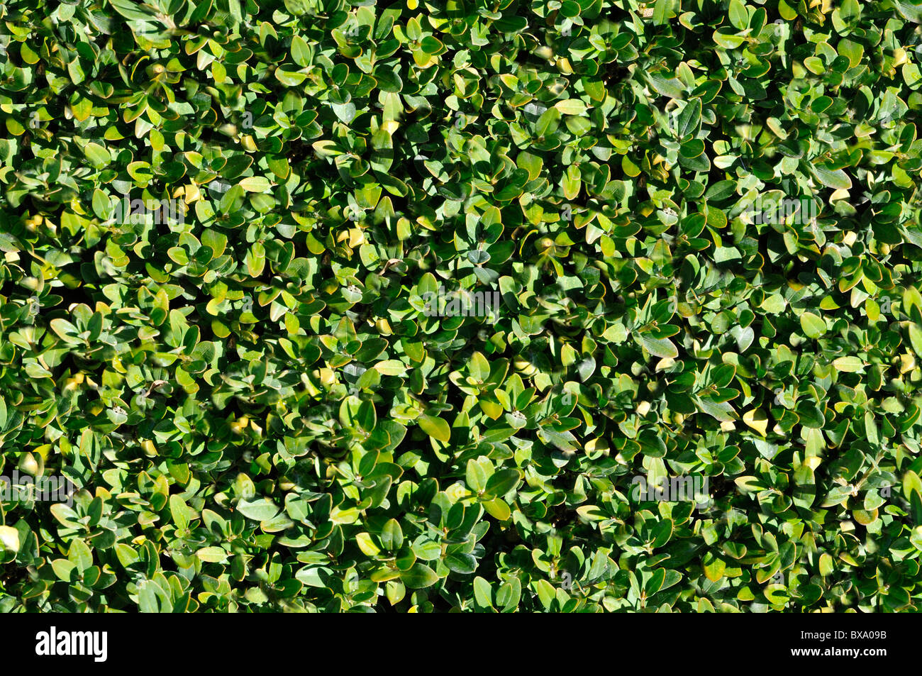 Bush Texture High Resolution Stock Photography and Images - Alamy