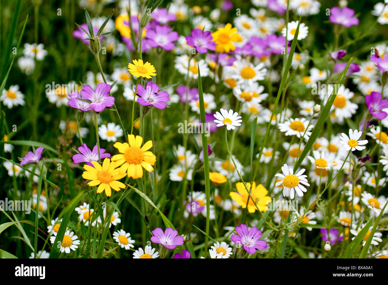 English wild flowers hi-res stock photography and images - Alamy