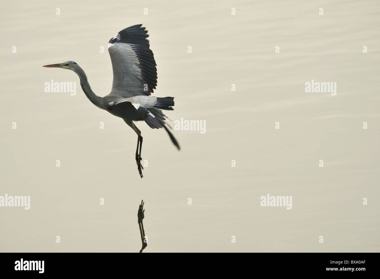 Grey heron in flight Stock Photo - Alamy