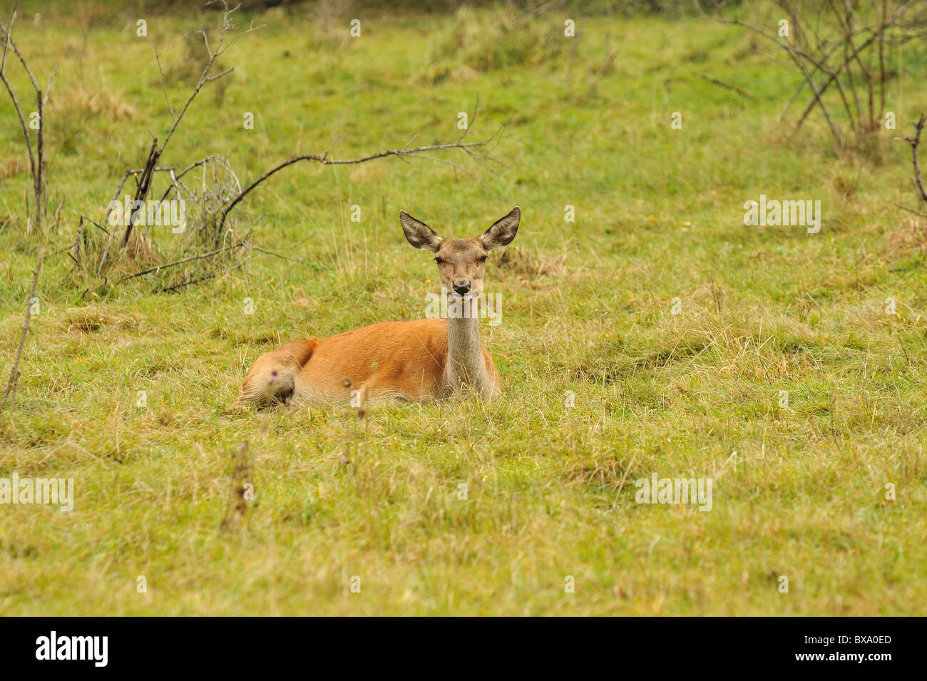 Hind body hi-res stock photography and images - Alamy