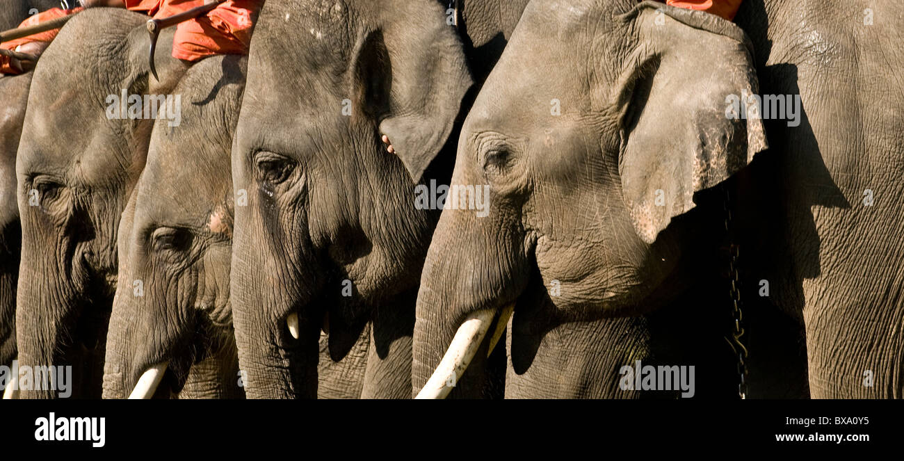 Asian elephants during a parade during the annual Surin elephant ...