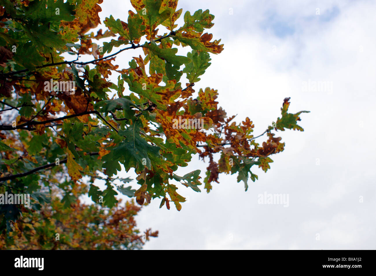 AUTUMN LEAVES WAITING THE FALL Stock Photo - Alamy