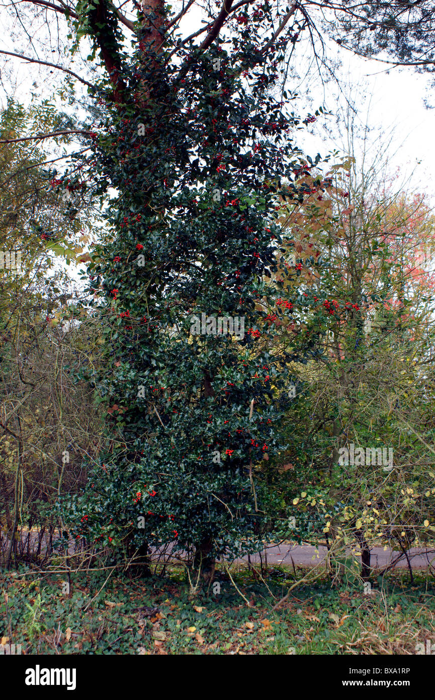 HOLLY TREE / BUSH Stock Photo - Alamy