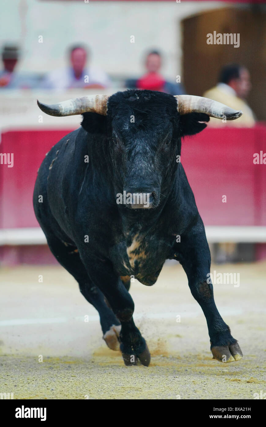 A wild bull arrives in the arena Stock Photo - Alamy