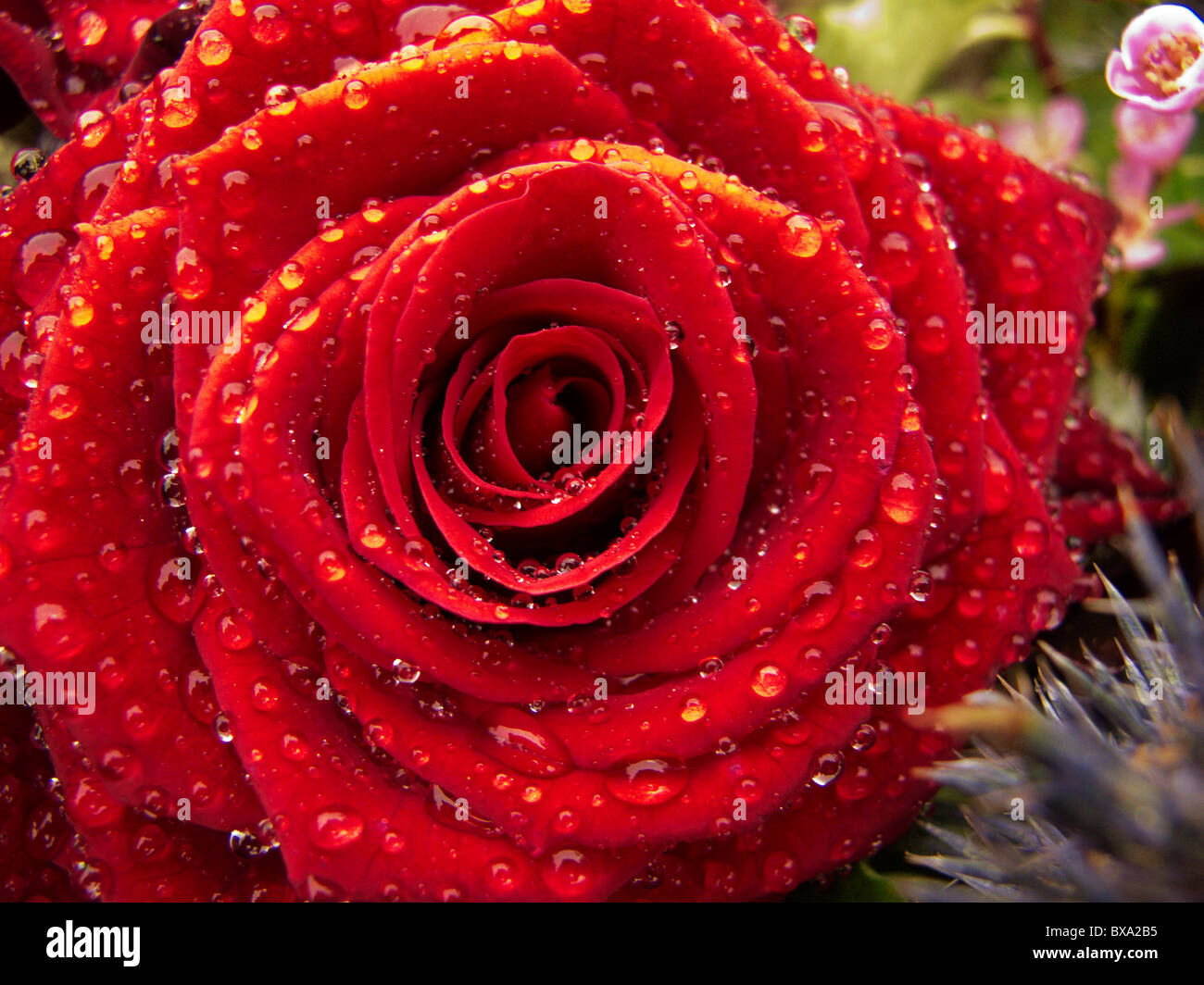 close up detail image of flowers Stock Photo - Alamy