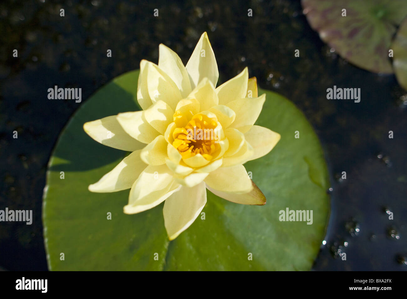 Yellow Water Lily Stock Photo - Alamy