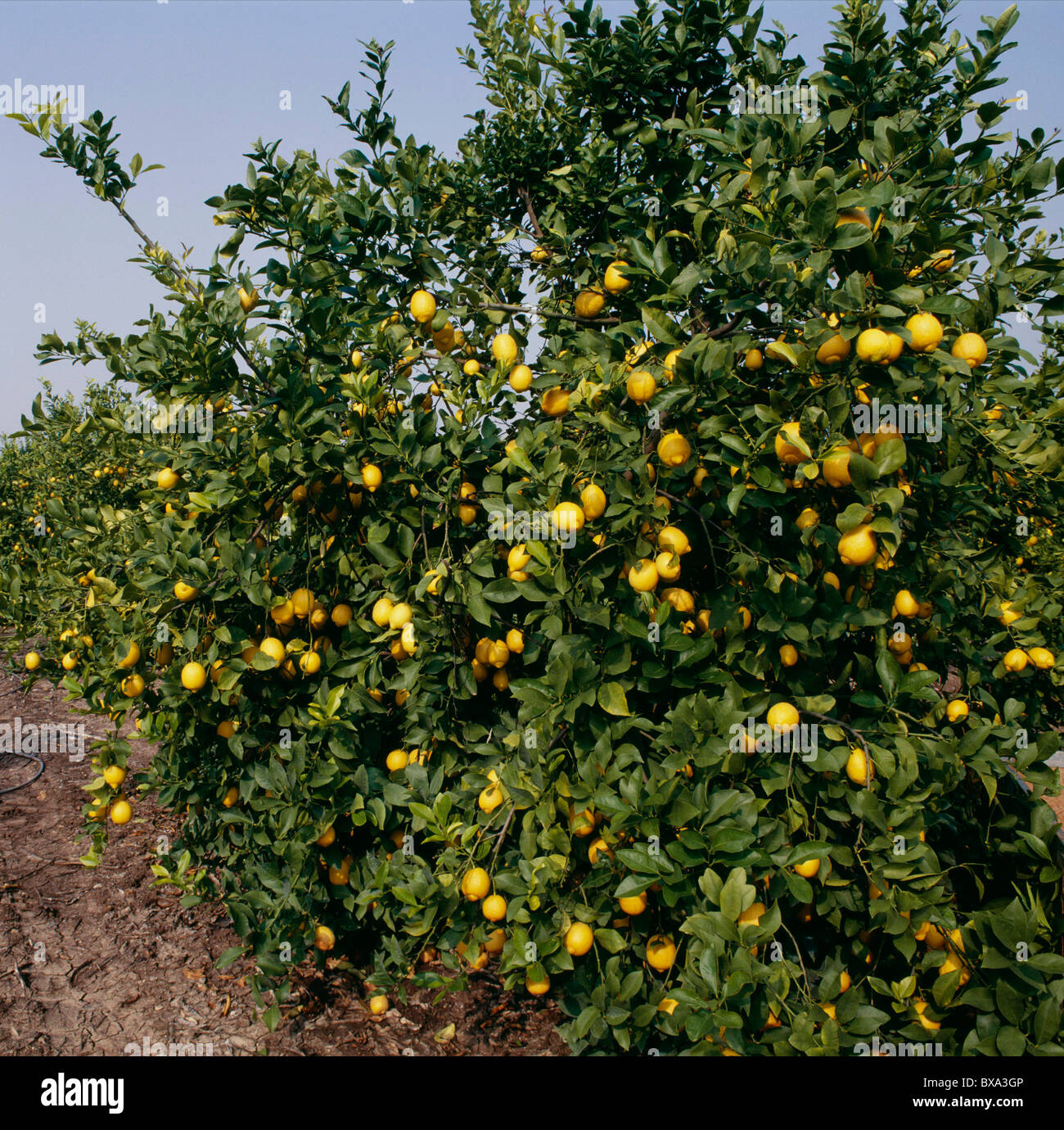 Lemon grove california hi-res stock photography and images - Alamy