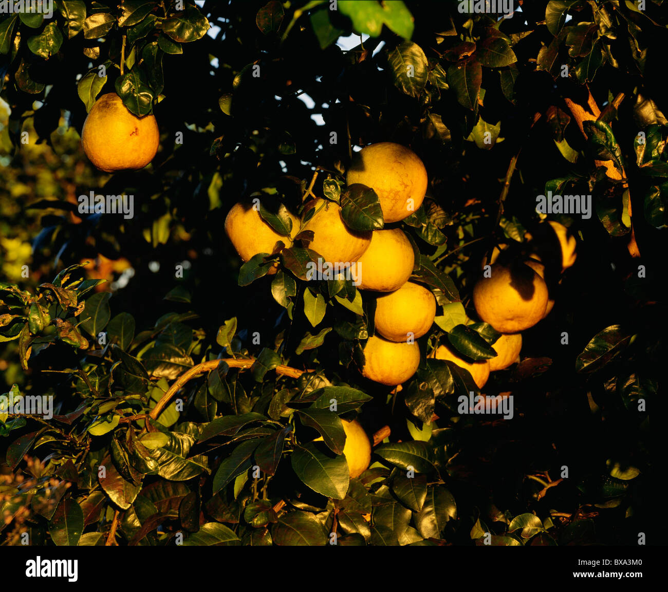 FLORIDA GRAPEFRUIT (WHITE) / FLORIDA Stock Photo - Alamy