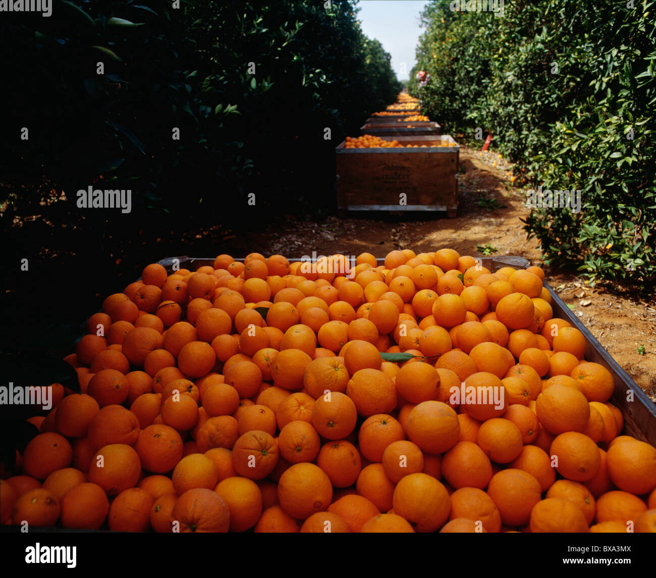 Naval Orange High Resolution Stock Photography and Images - Alamy