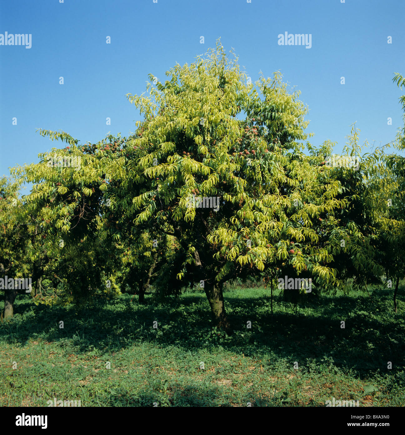 Iron deficiency symptoms hi-res stock photography and images - Alamy