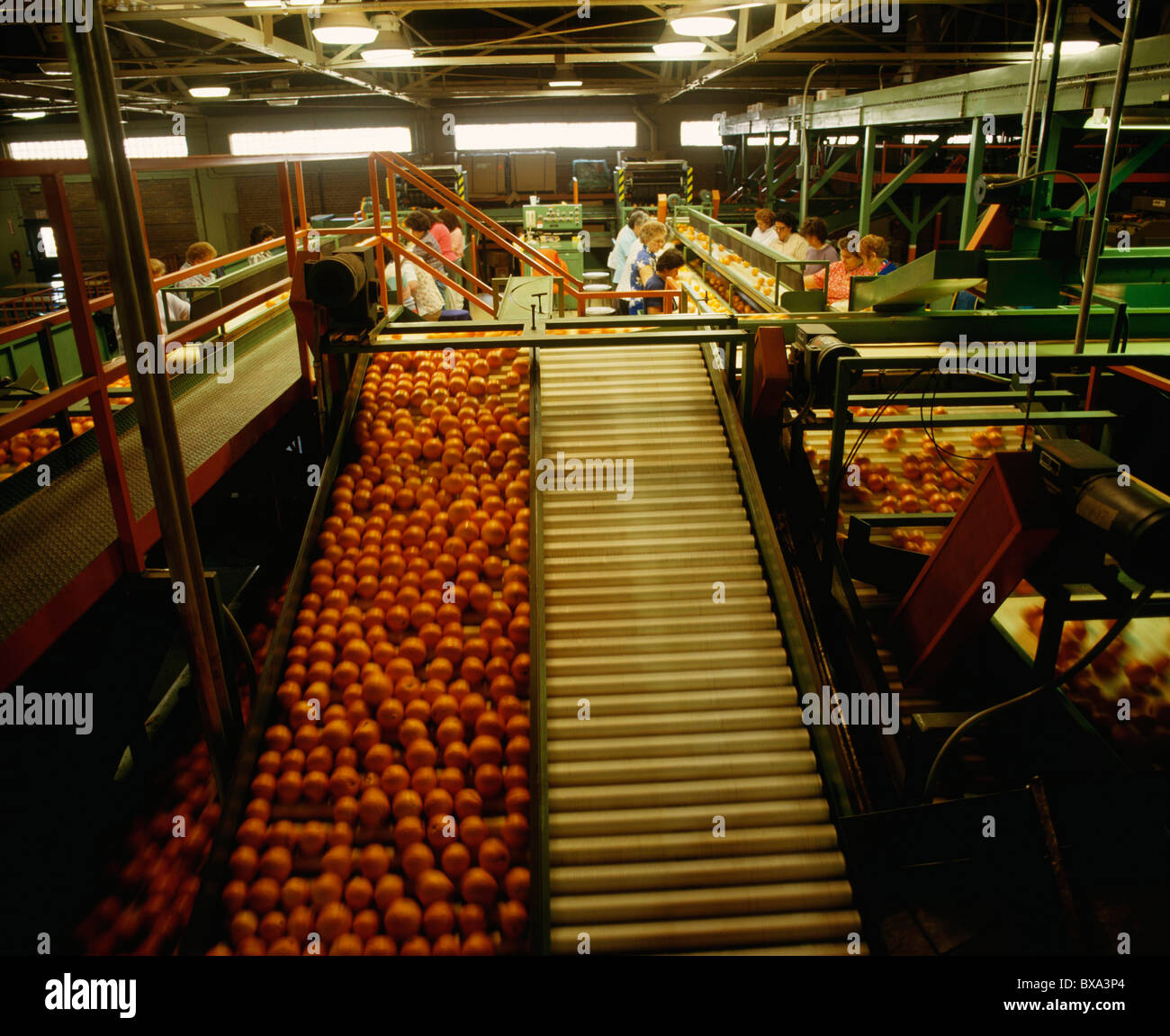 SORTING ORANGES / CALIFORNIA Stock Photo - Alamy