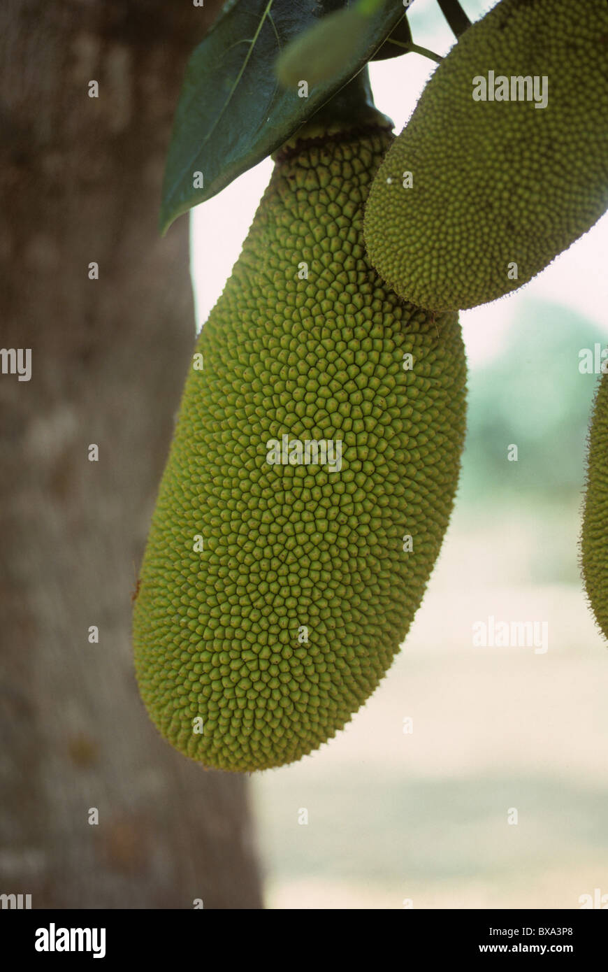 Jackfruit hi-res stock photography and images - Alamy