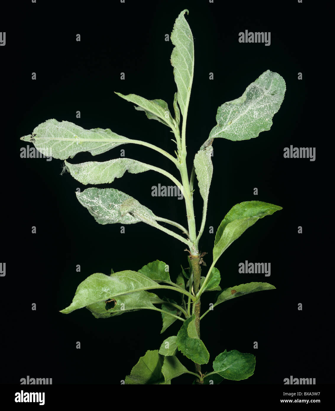 Powdery mildew (Podosphaera leucotricha) secondary leaf infection on ...