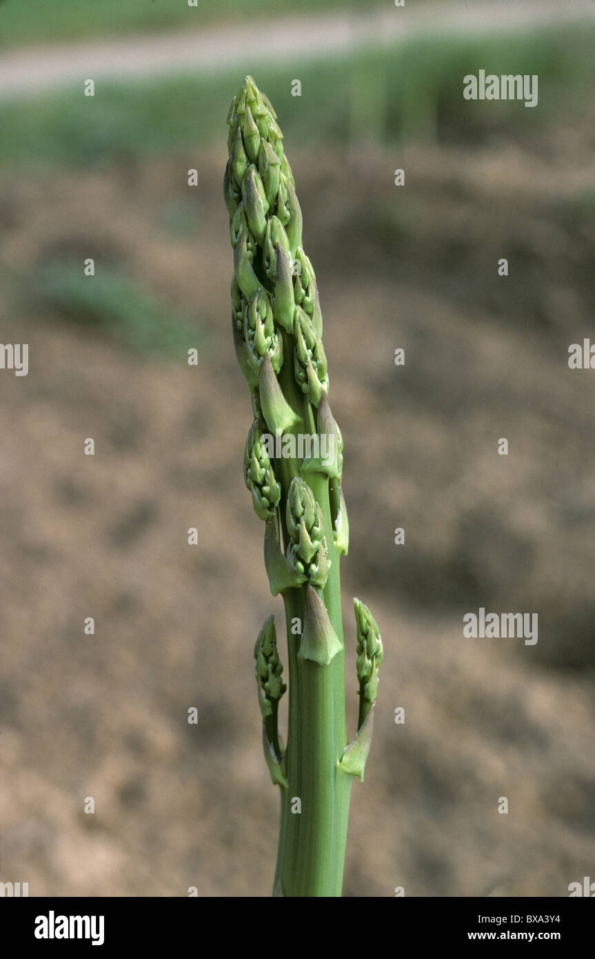 Asparagus officinalis growing hi-res stock photography and images - Alamy