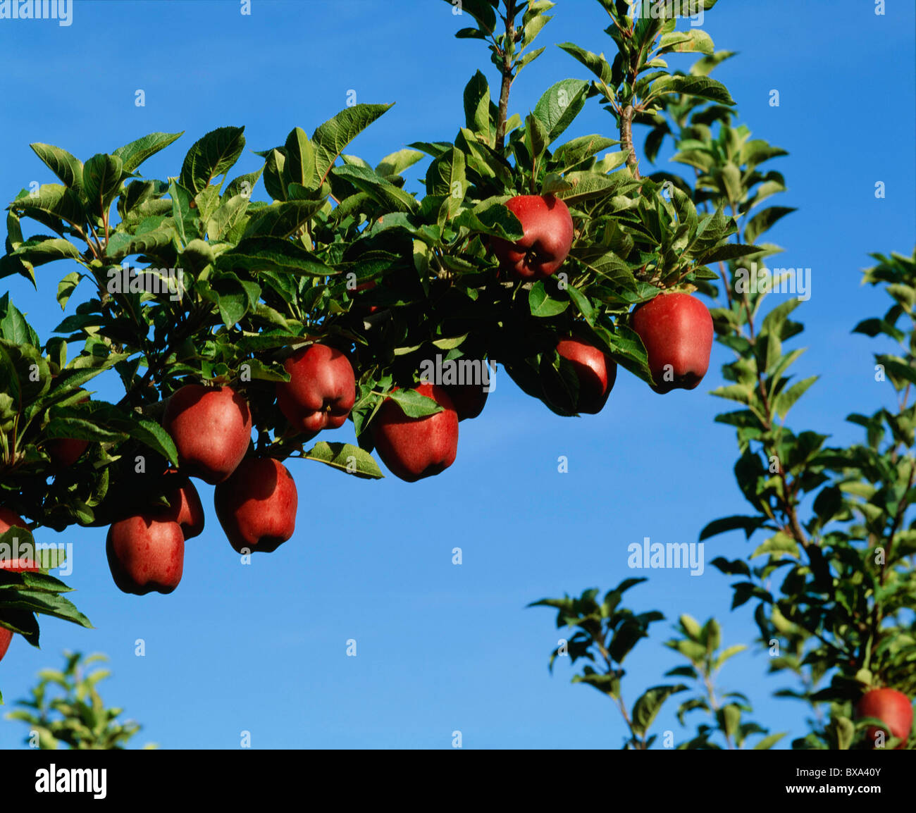 RED DELICIOUS APPLES / WASHINGTON Stock Photo - Alamy