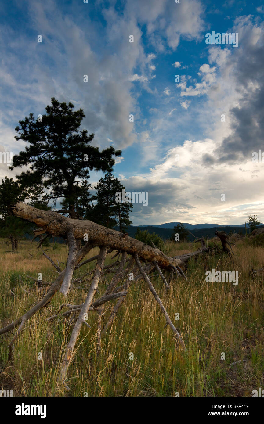 failed tree at the ground after fire in the forest of Colorado Stock ...