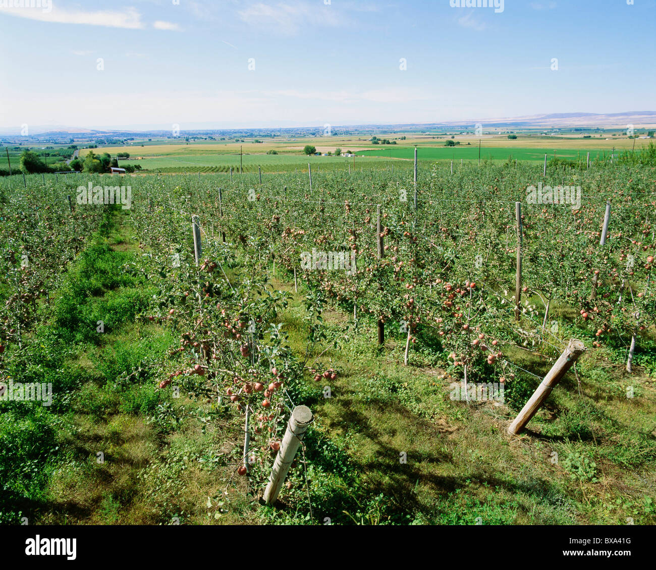 Trellised tree hi-res stock photography and images - Alamy