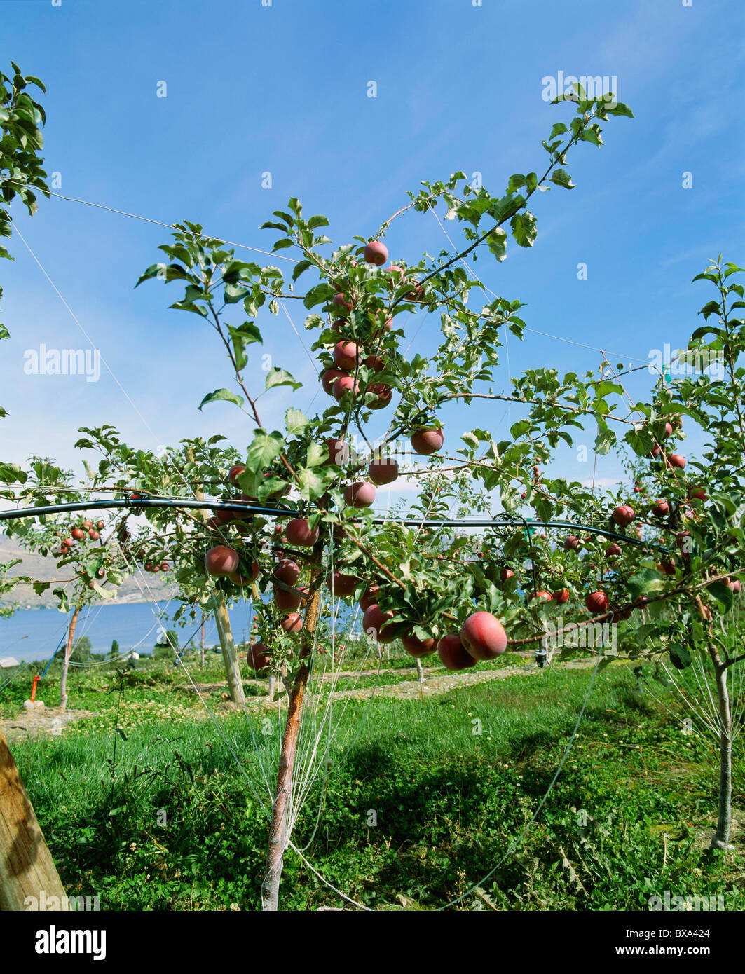 TRELLISED ROME APPLES WITH DRIP IRRIGATION / SOUTH OF CHELAND ...