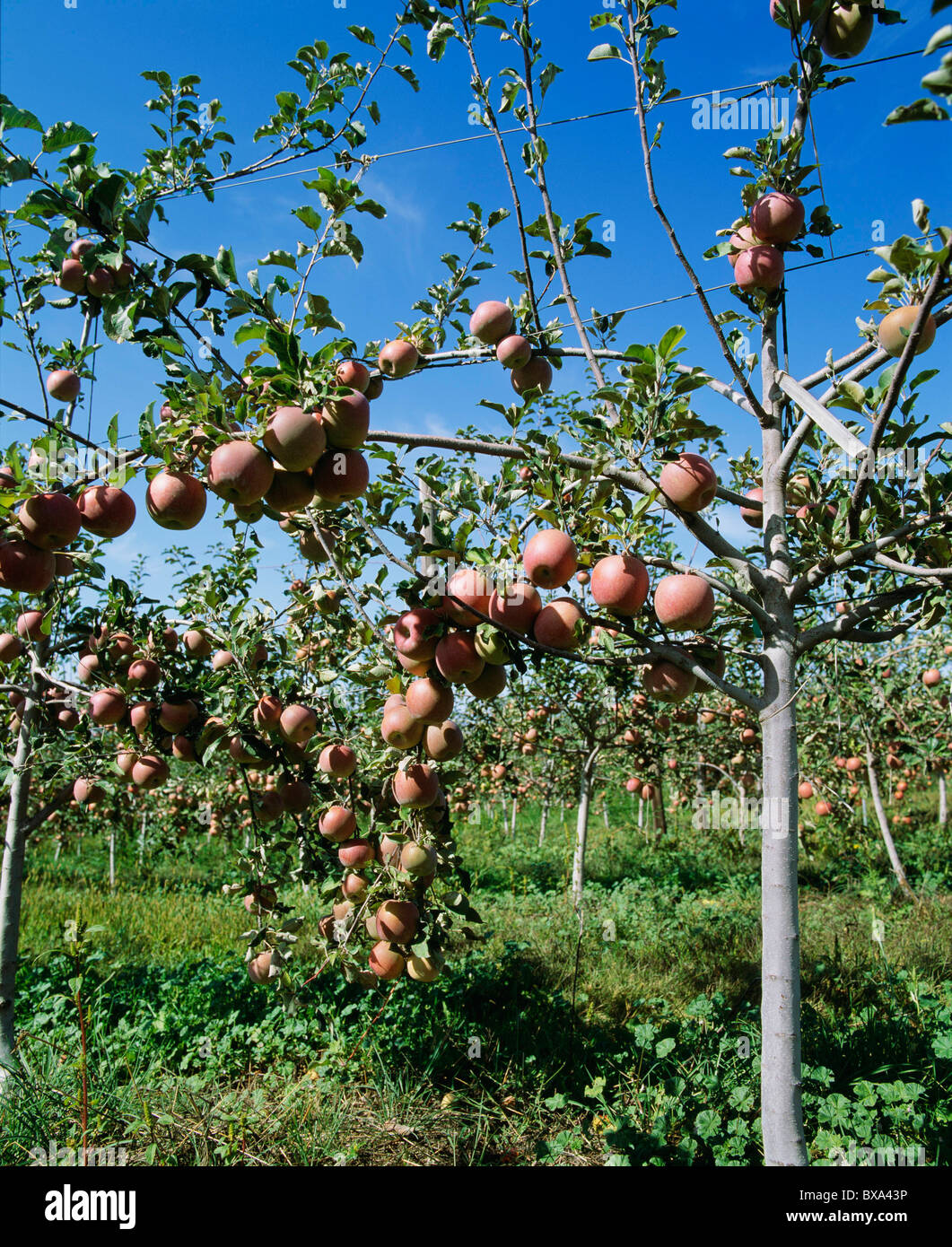 TRELLISED ROME APPLES / NEAR ZELLAH, WASHINGTON Stock Photo - Alamy