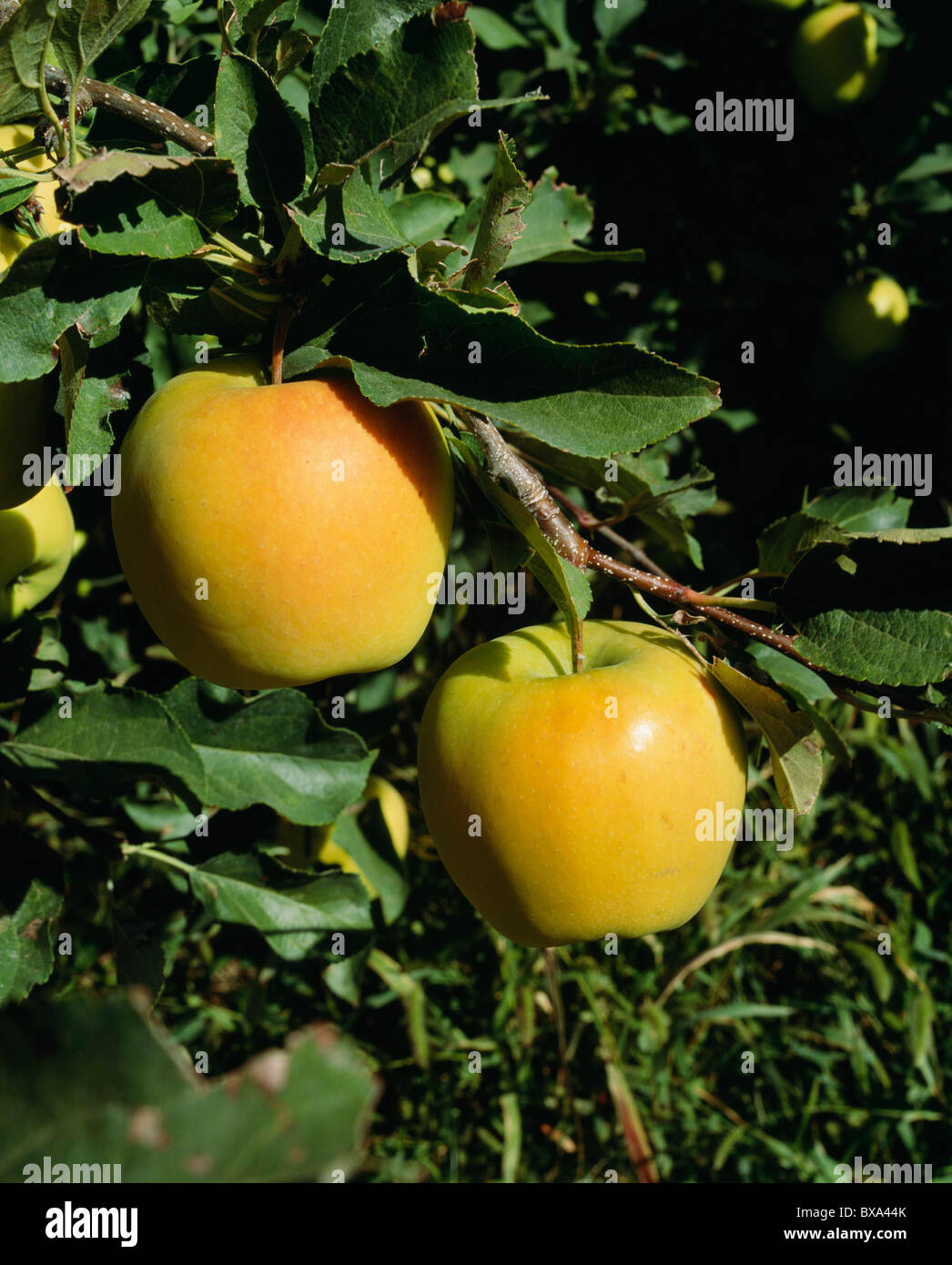 GOLDEN DELICIOUS APPLES / WASHINGTON Stock Photo - Alamy