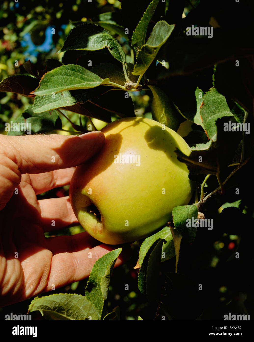 GOLDEN DELICIOUS APPLES PIX TO LYNN LINDSEY BRAYLAND ORCHARDS DOVEX ...