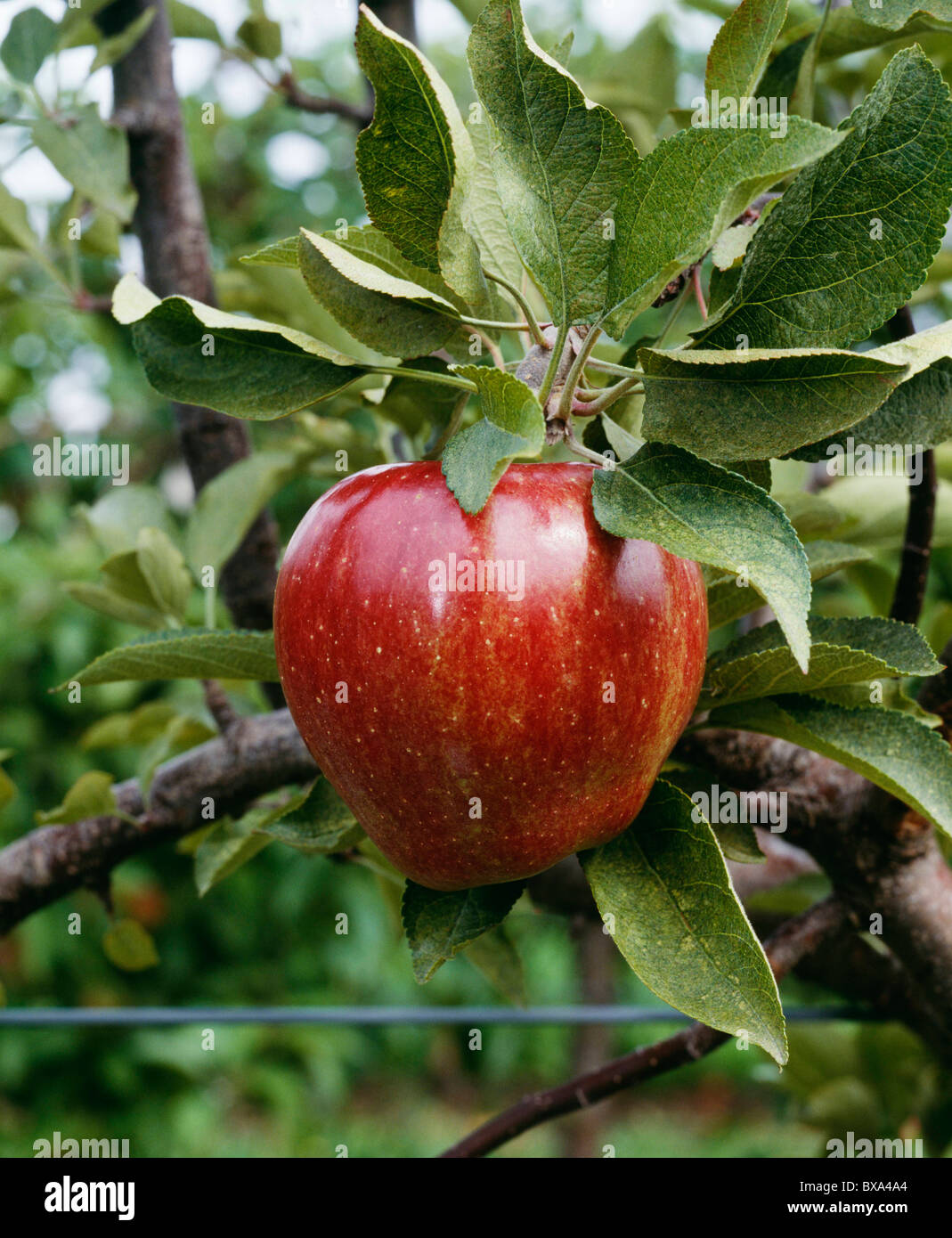 Red Apple Dushore Pa