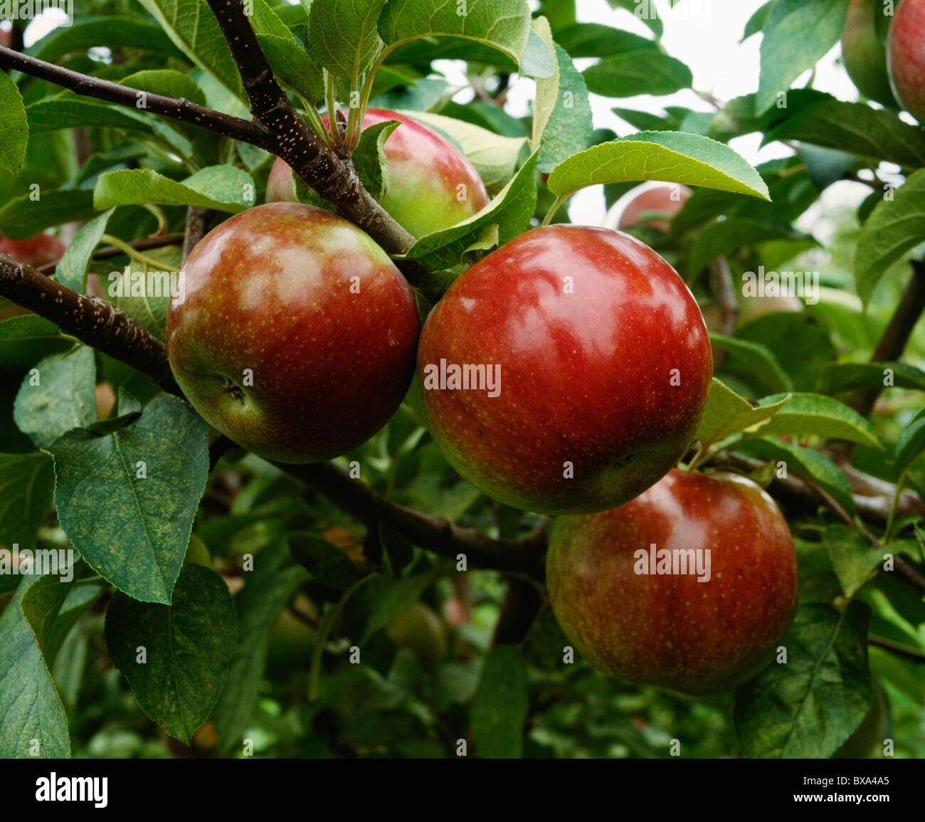 Macintosh apple tree hi-res stock photography and images - Alamy