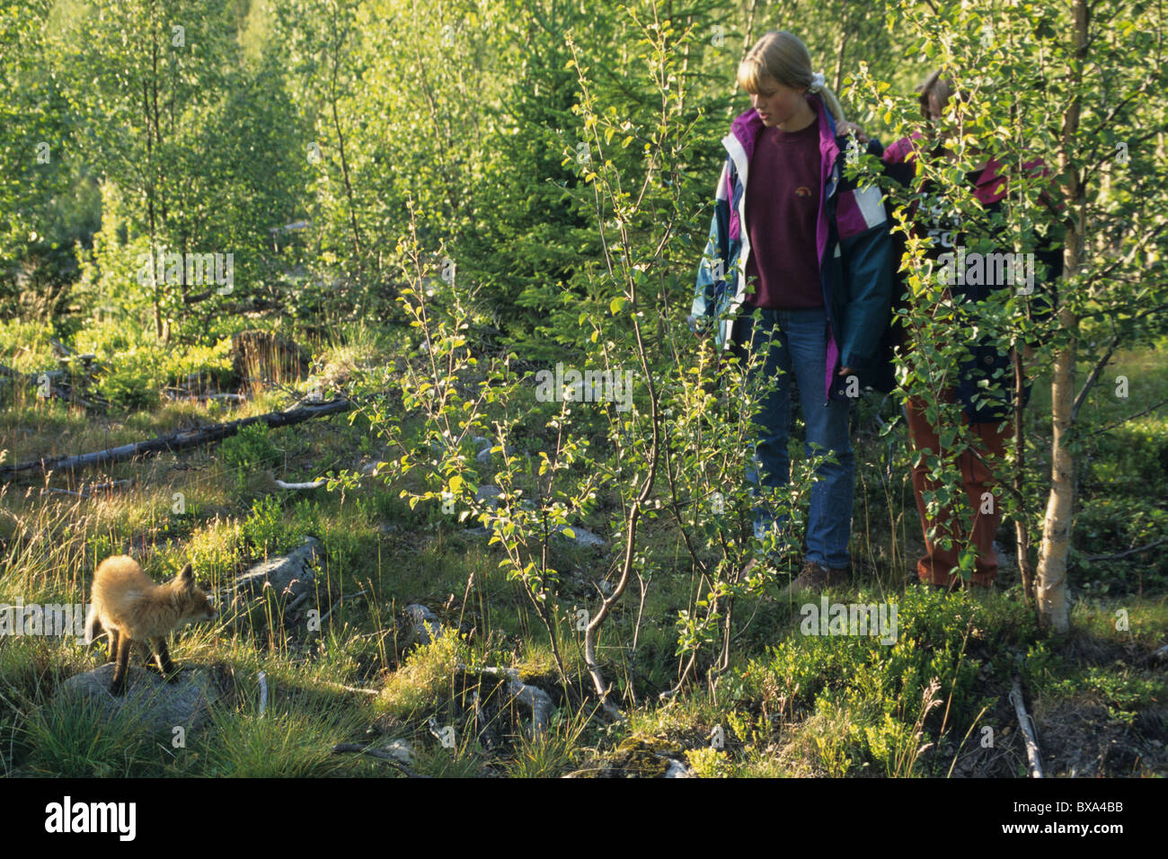 Teen age girls and wild red fox Stock Photo - Alamy