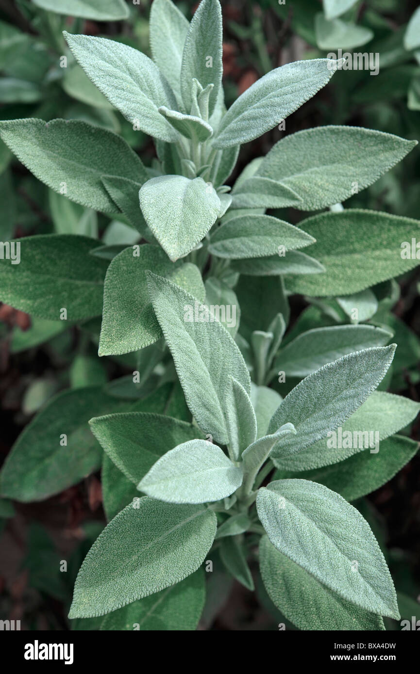 Edible sage hi-res stock photography and images - Alamy