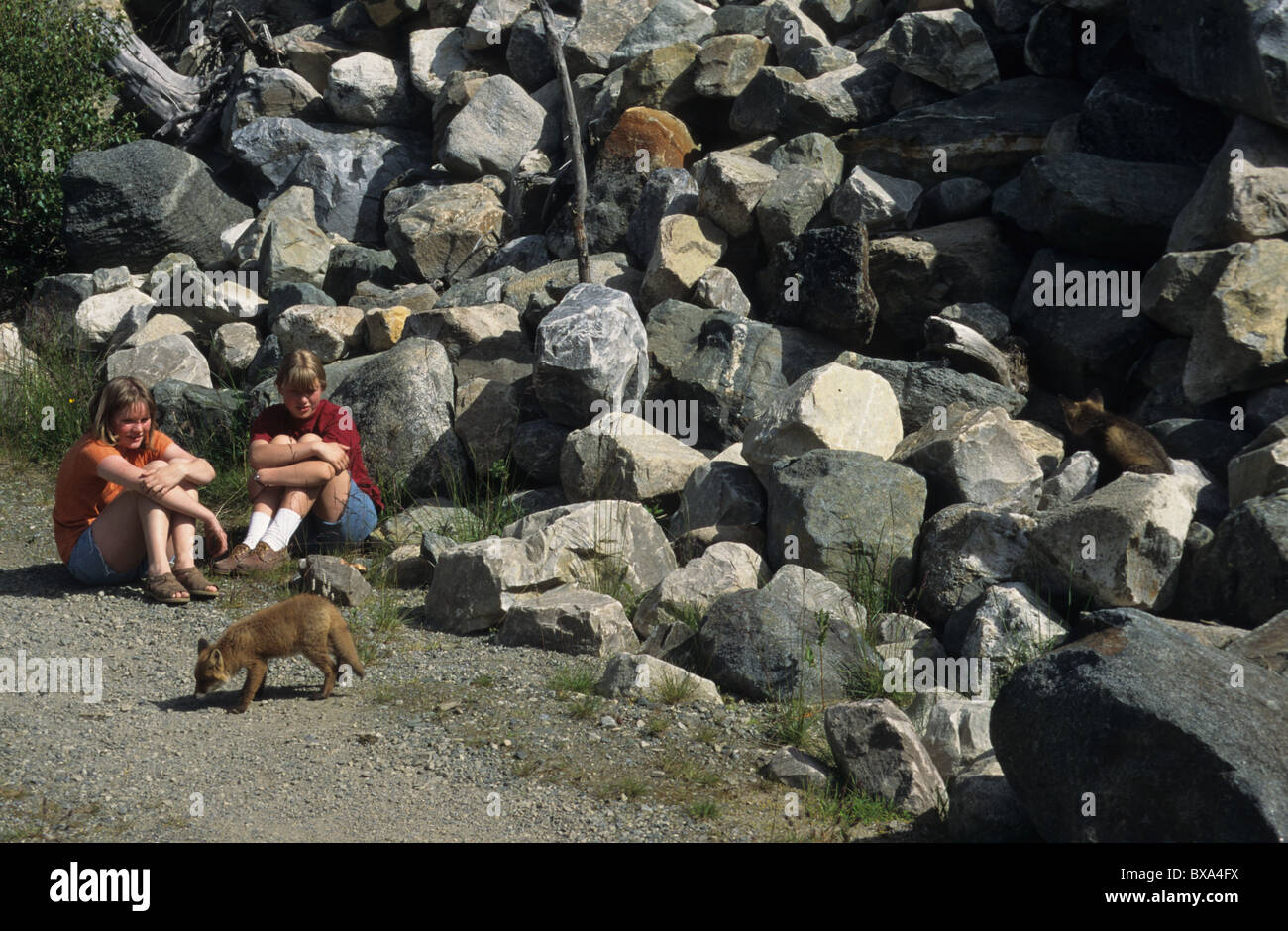 Teen age girls and wild red fox Stock Photo - Alamy