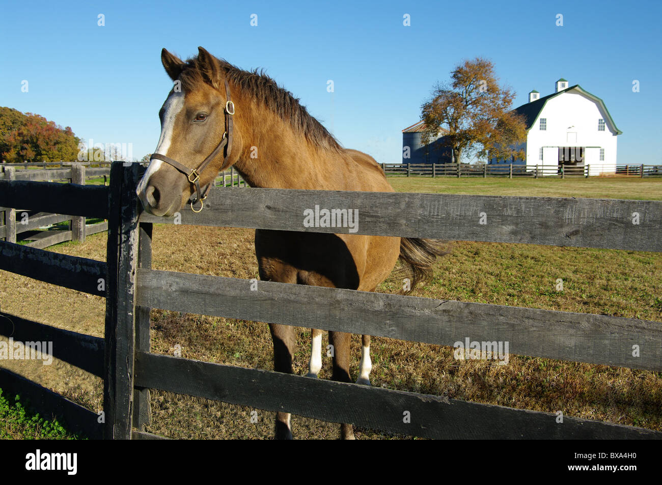 Farm farmhouse horse hi-res stock photography and images - Alamy
