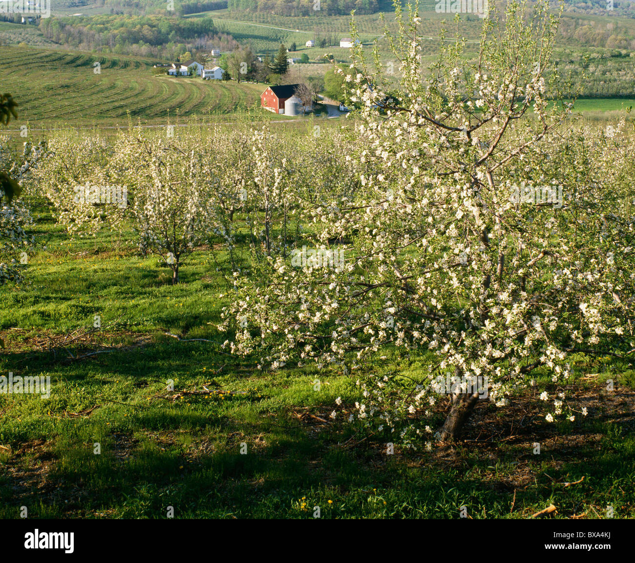 Pennsylvania scenic apple trees hi-res stock photography and images - Alamy