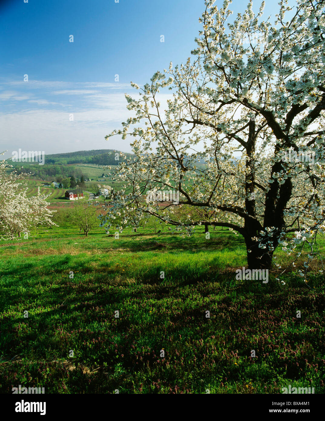 Pennsylvania scenic apple trees hi-res stock photography and images - Alamy