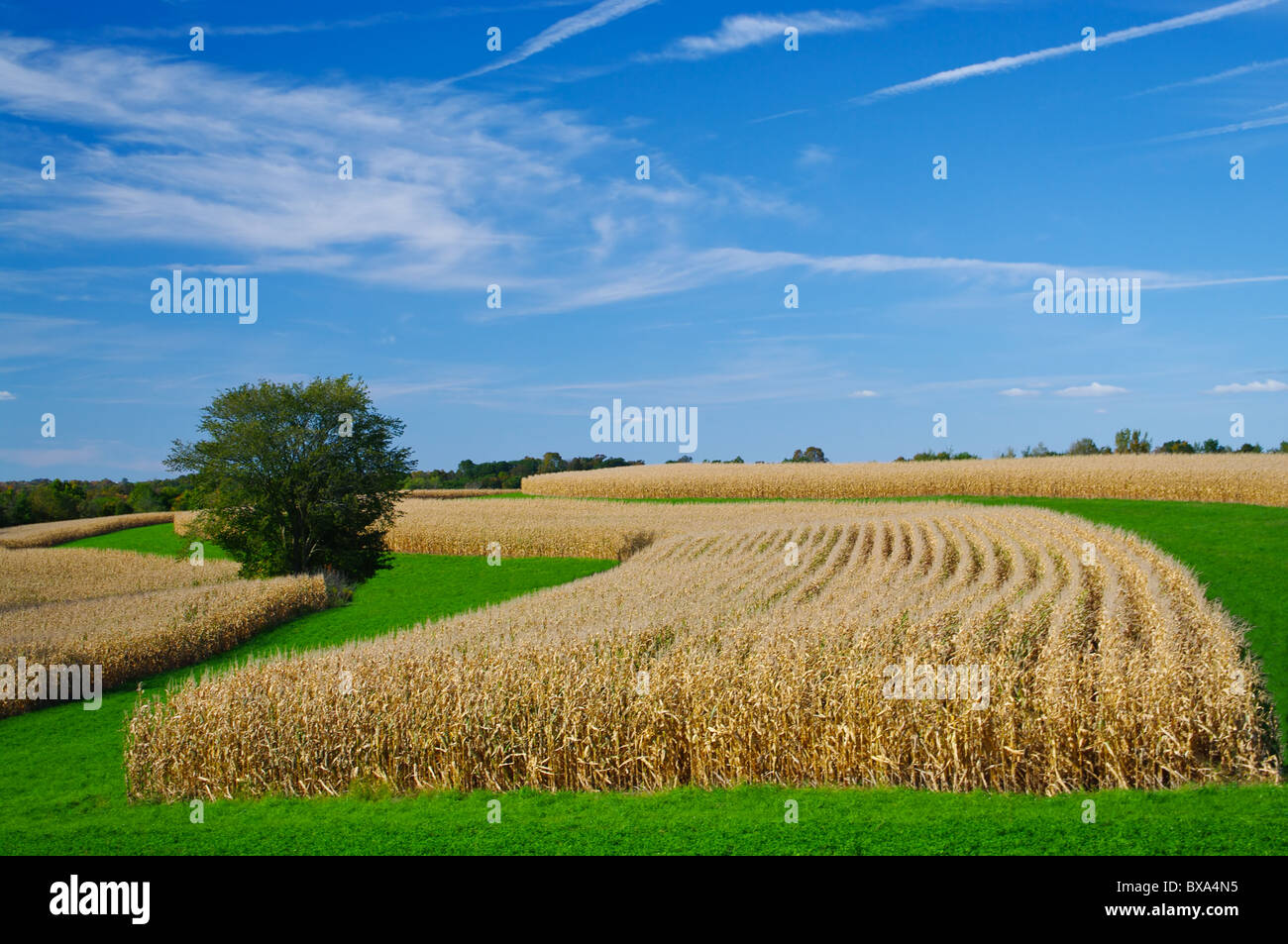 Cornfields in September Stock Photo - Alamy
