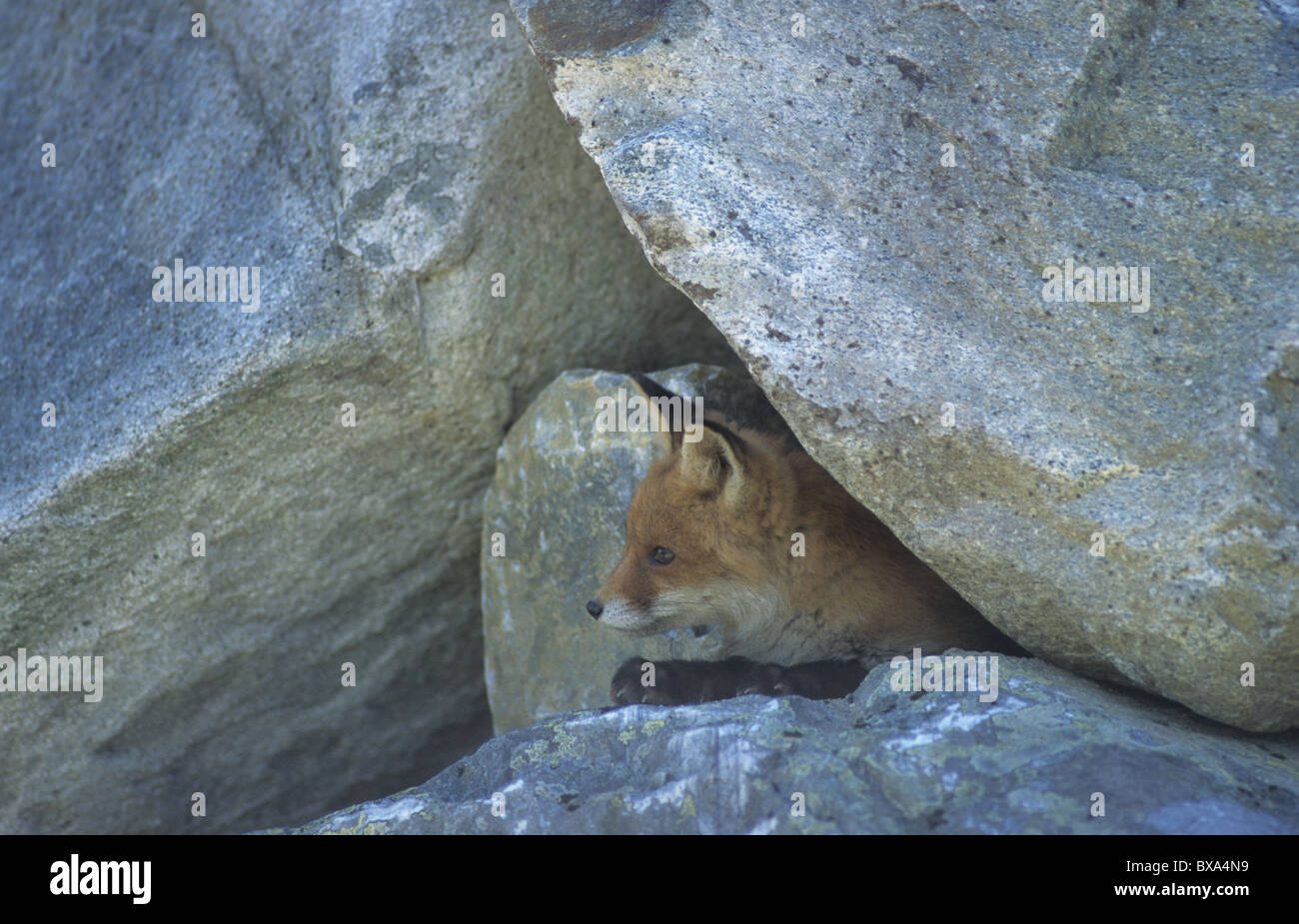 red fox, rocks, wildlife, nature, summer Stock Photo - Alamy