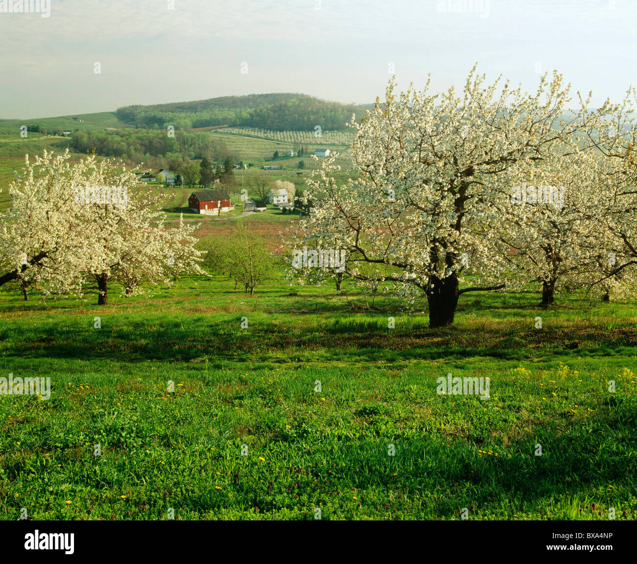 APPLE ORCHARD IN BLOSSOM / PENNSYLVANIA Stock Photo - Alamy