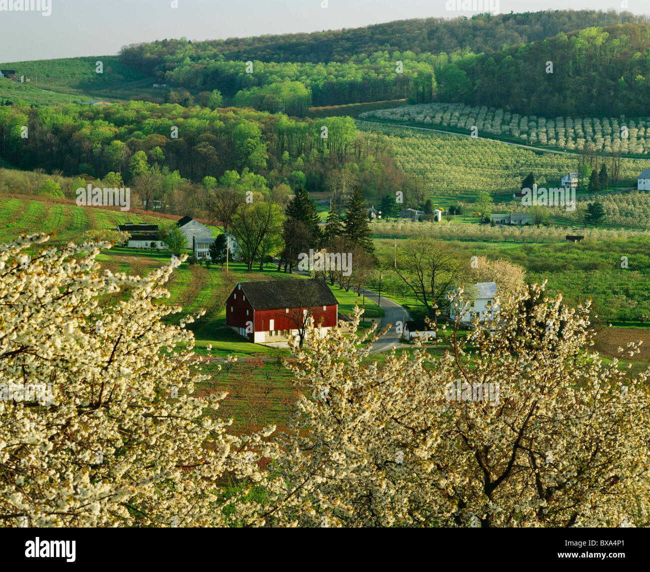 APPLE ORCHARD IN BLOSSOM / PENNSYLVANIA Stock Photo - Alamy