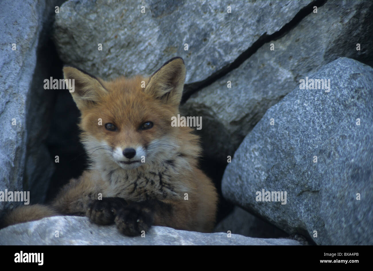Wildlife, Relaxed red fox, close up Stock Photo - Alamy