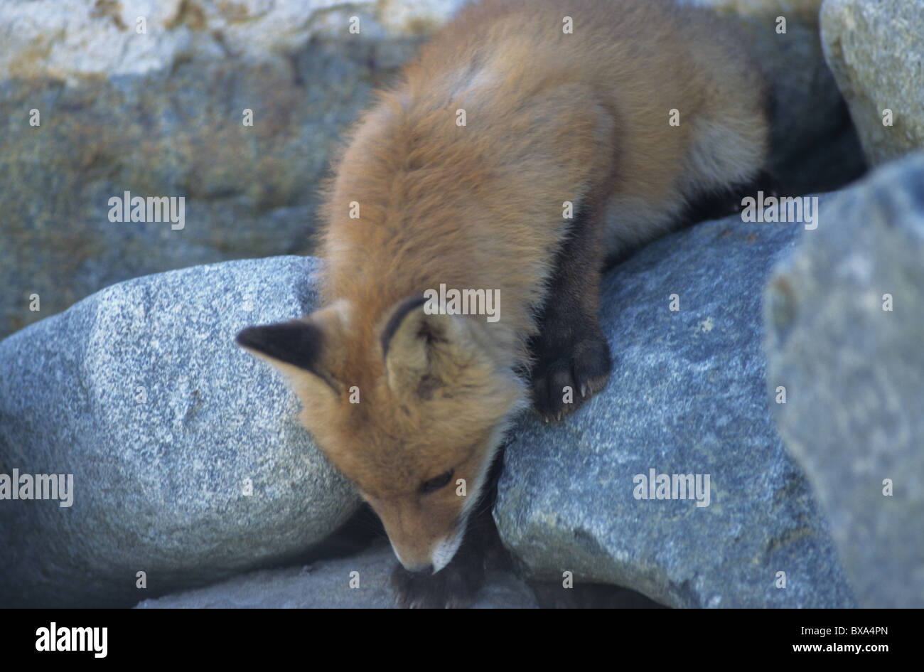 red fox, rocks, wildlife, nature, summer Stock Photo - Alamy