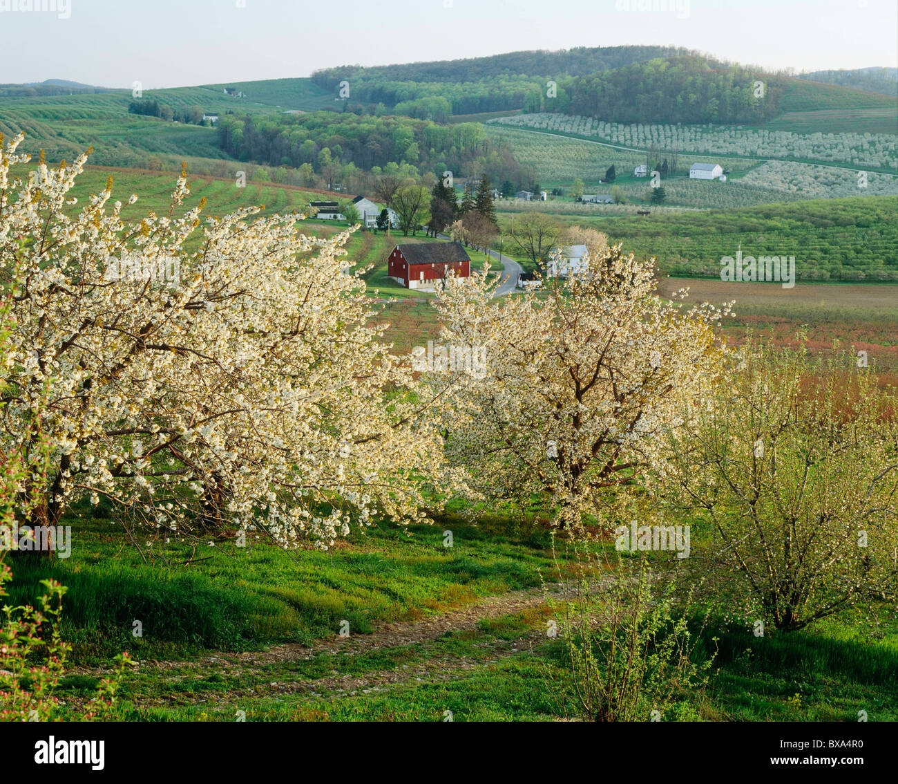 Pennsylvania scenic apple trees hi-res stock photography and images - Alamy