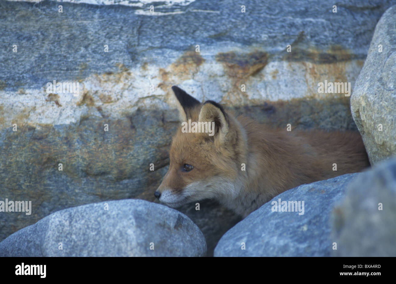 red fox, rocks, wildlife, nature, summer Stock Photo - Alamy