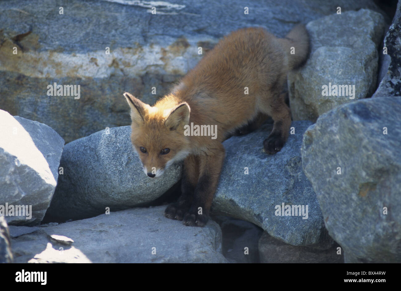 red fox, rocks, wildlife, nature, summer Stock Photo - Alamy