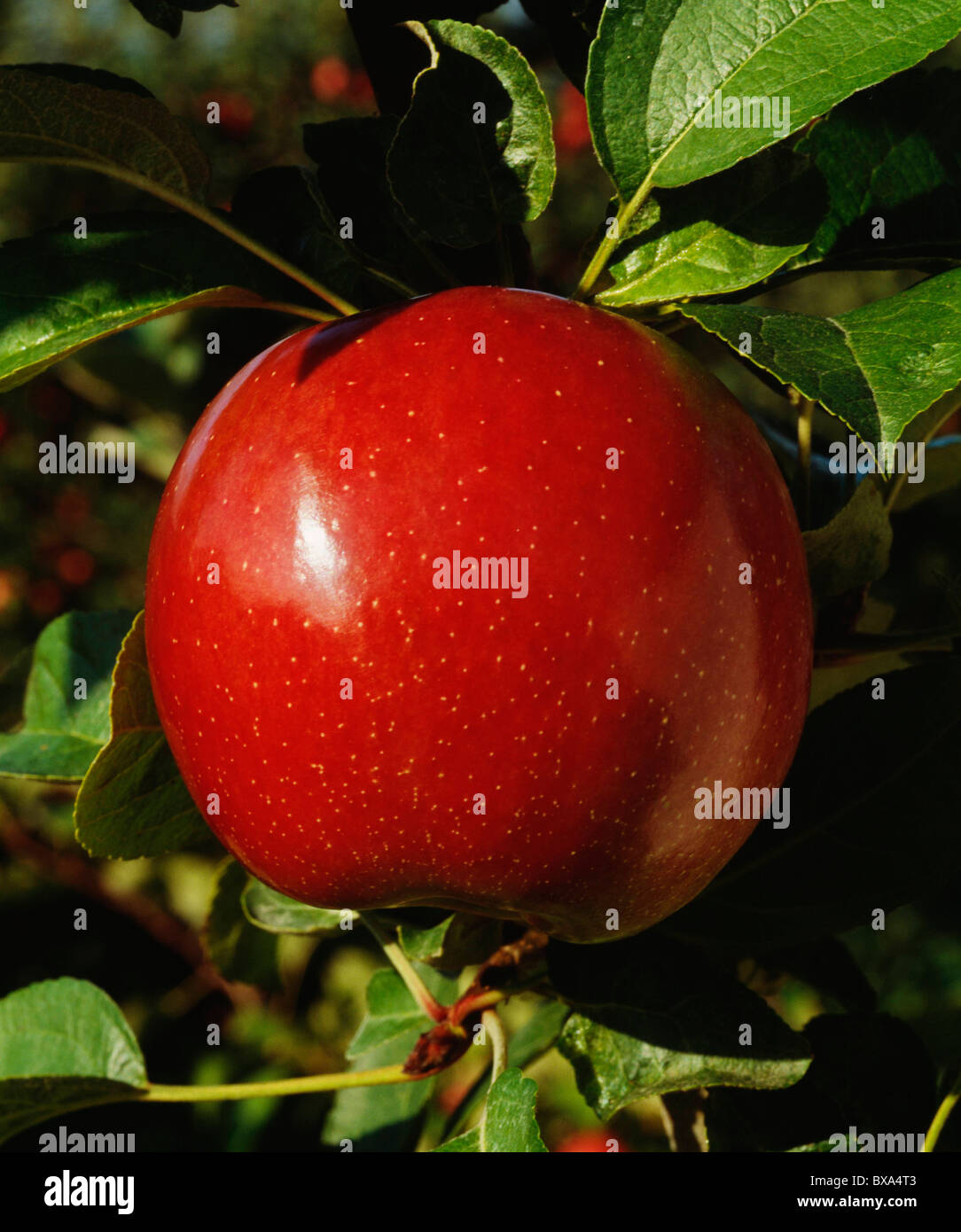 Cherry hill pennsylvania hi-res stock photography and images - Alamy