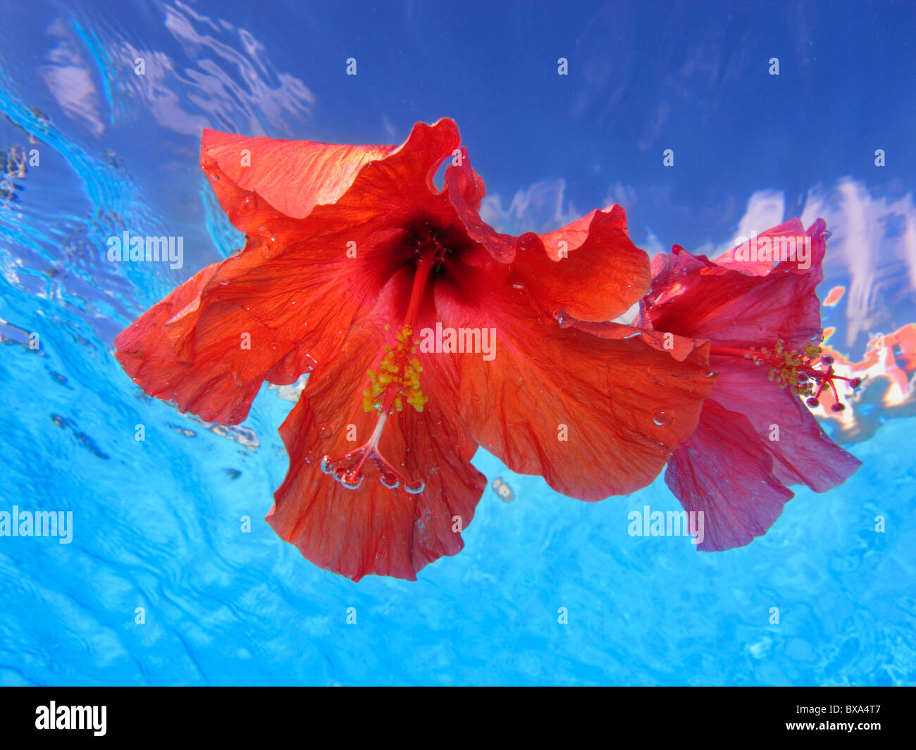 Underwater Hibiscus Flowers Stock Photo - Alamy